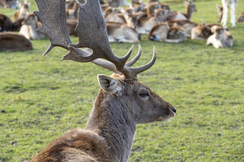 Dam Deer with Bucket Antlers on a Meadow Stock Image - Image of region ...