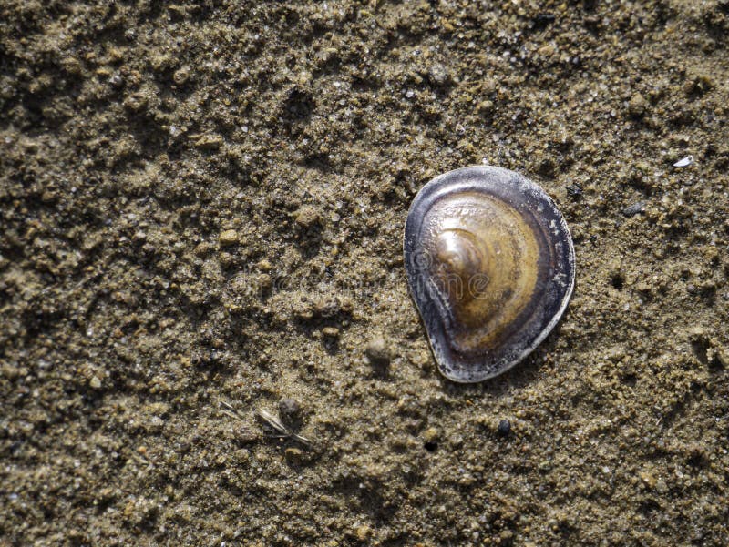 Dam Lake and Shell Mussel Baby. Stock Photo - Image of abundant ...