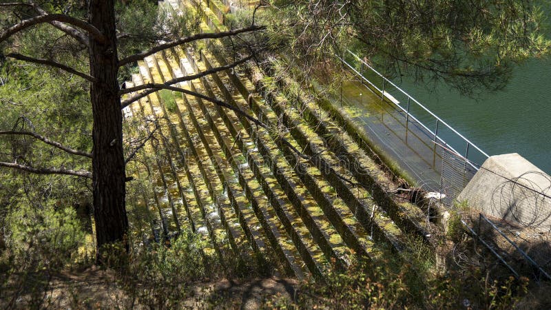 Dam Steps with Green Algae Growing Stock Photo - Image of flower, flora ...