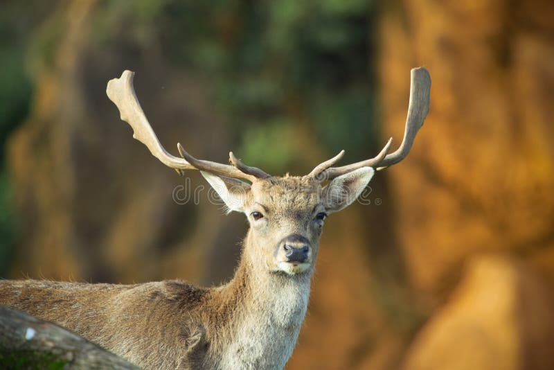 Dama Dama stock image. Image of fallow, bambi, look, dama - 31063177