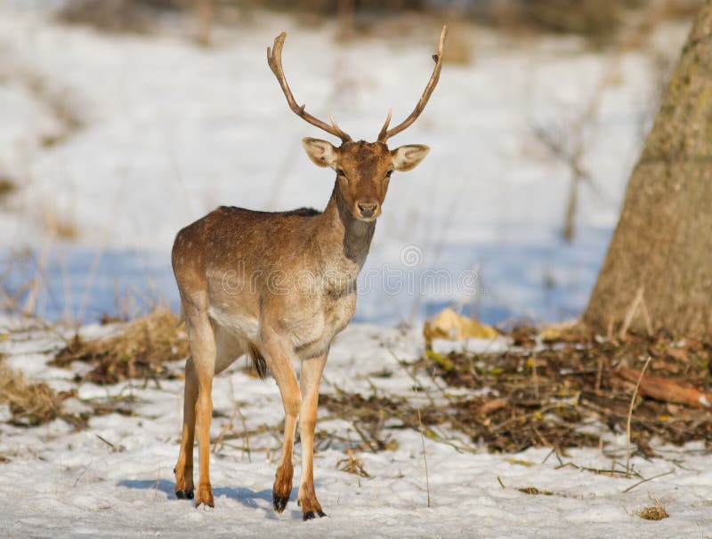 Dama dama stock photo. Image of antlers, eurasian, park - 40175584