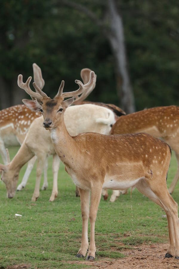 European Fallow Deer (Dama Dama) in Focus Stock Image - Image of herd ...