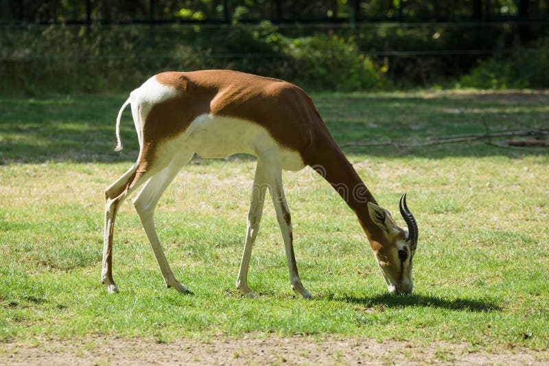 Dama gazelle stock photo. Image of nanger, animals, cage - 47369362