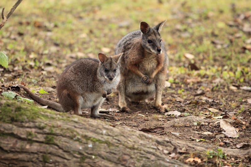 Dama wallaby stock image. Image of mammal, darma, macropod - 22839125
