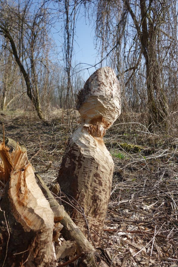 Damage from beaver stock image. Image of trails, bark - 71288599