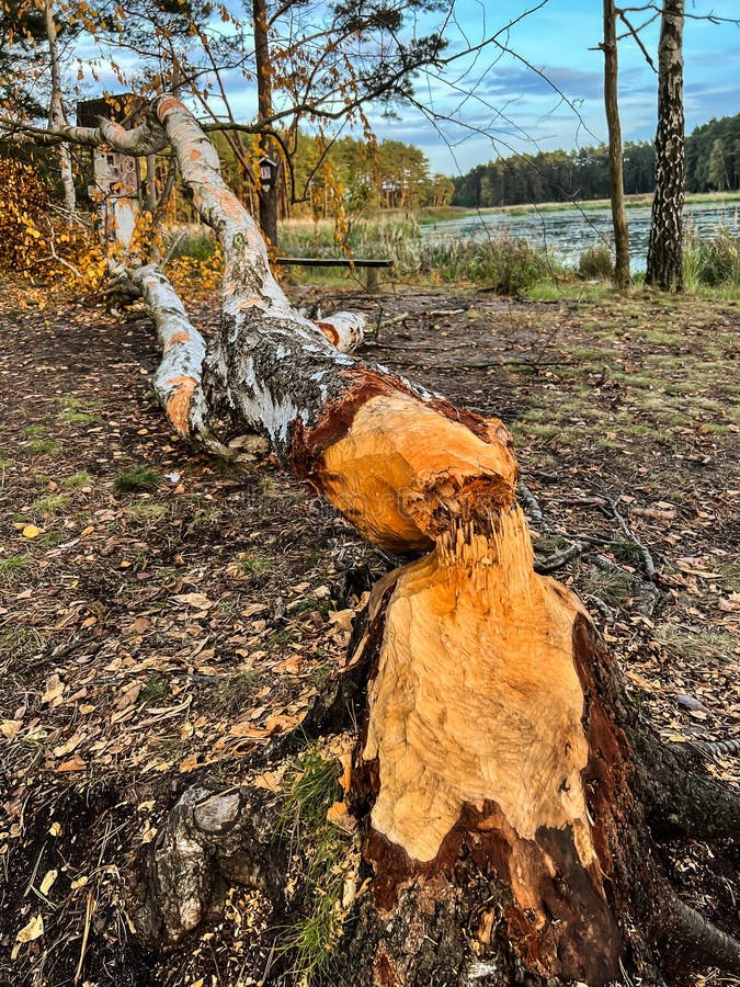 Damage Caused by Beavers in Forests Near Ponds, Lakes and Rivers Stock ...