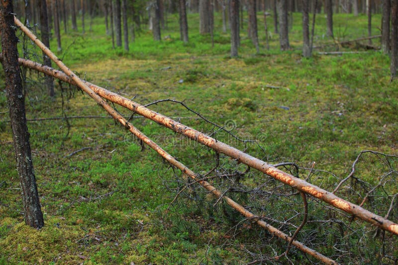 Damage on a Fallen Pine Caused by Moose Stock Image - Image of damage ...