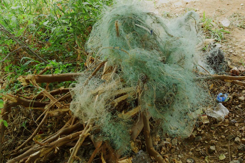 Fish with Damage from Contact with Oil Spills. Dead, Infected and Unfit ...