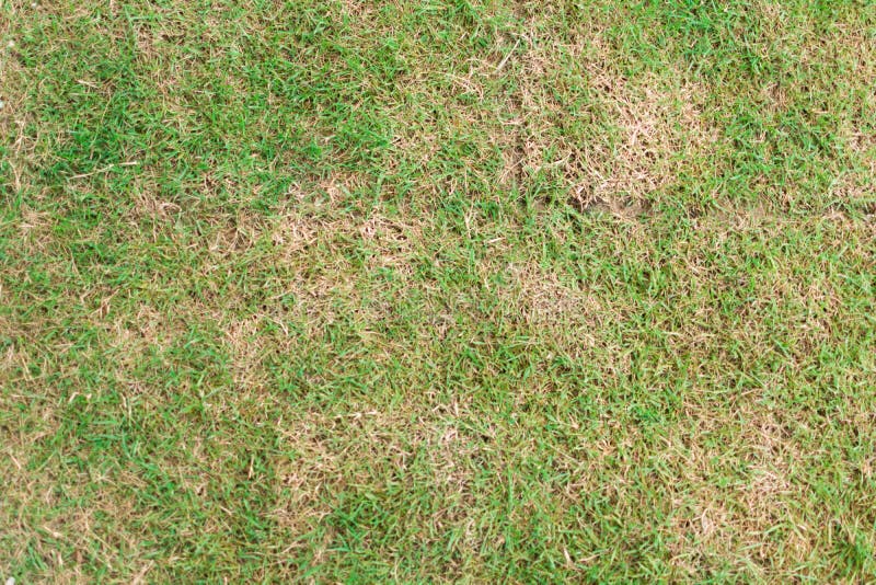 Damage of Green grass stock photo. Image of plant, background - 82631482
