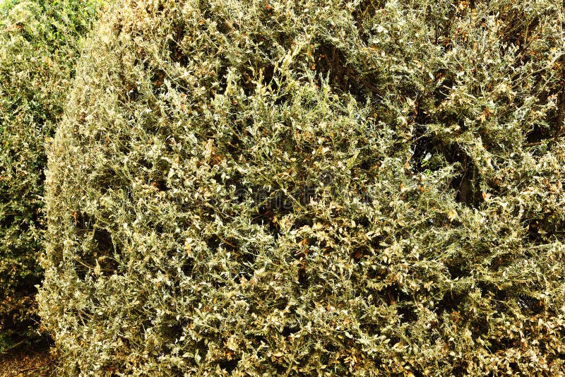 Damage Made by Box Tree Moth Larvae on Fliage Stock Image - Image of ...