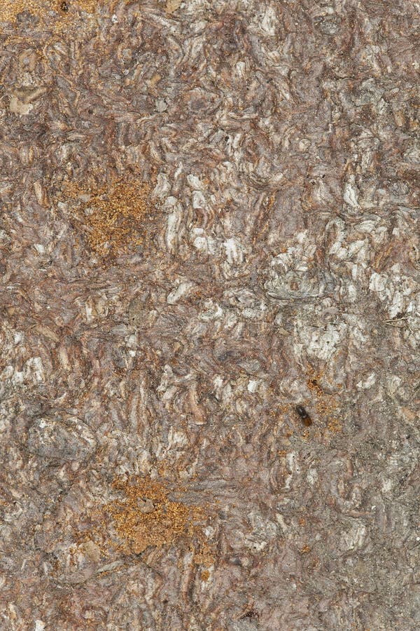 Damage On Pine After Bark Borers Stock Image - Image of animalia ...