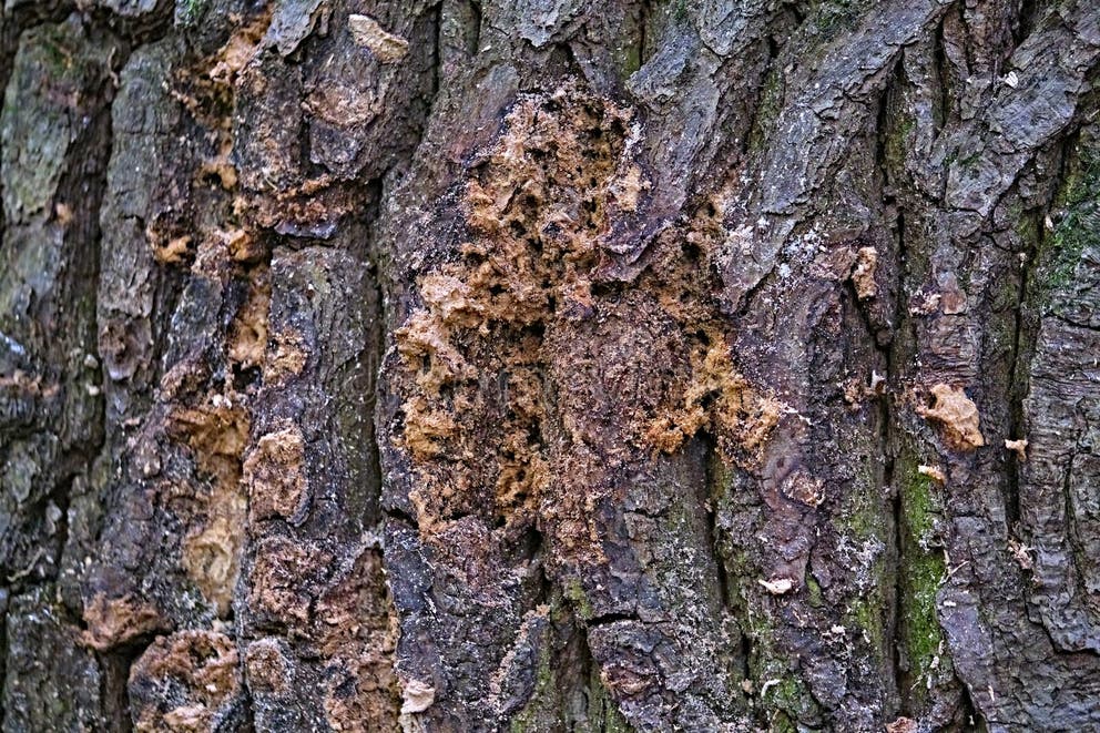 Damage on Pine Tree after Beetles, Macro Photo Stock Image - Image of ...