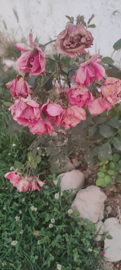 Damage Red Rose Flower Roses Stock Image - Image of roses, flower ...