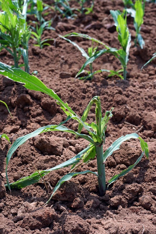 Damage Symptom on Corn from Fall Armyworm Stock Image - Image of corn ...