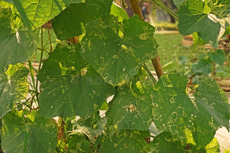 Damage Symptom from Leaf Miner on Cucumber Stock Photo - Image of ...