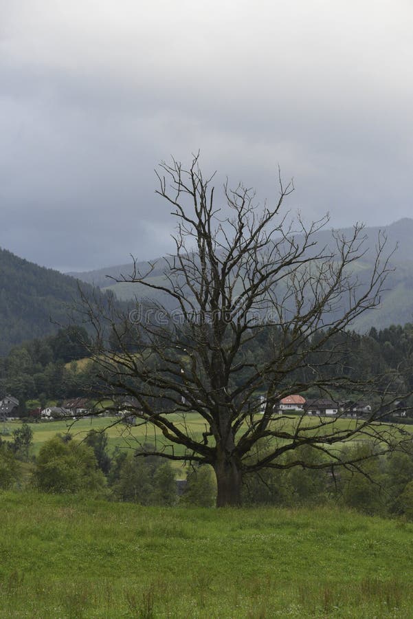Damage to a tree in nature stock image. Image of wood - 209604973