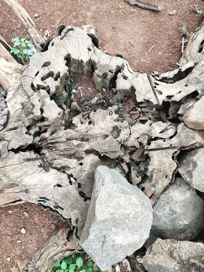 Damage To Tree Roots after Being Eaten by Termites Stock Photo - Image ...