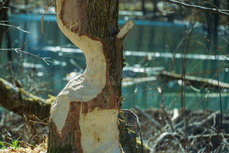 Damage To the Tree Trunk from Beaver Teeth. a Tree, almost Cut Down by ...