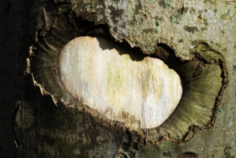 Damage on tree stock photo. Image of nature, closeup - 23886532