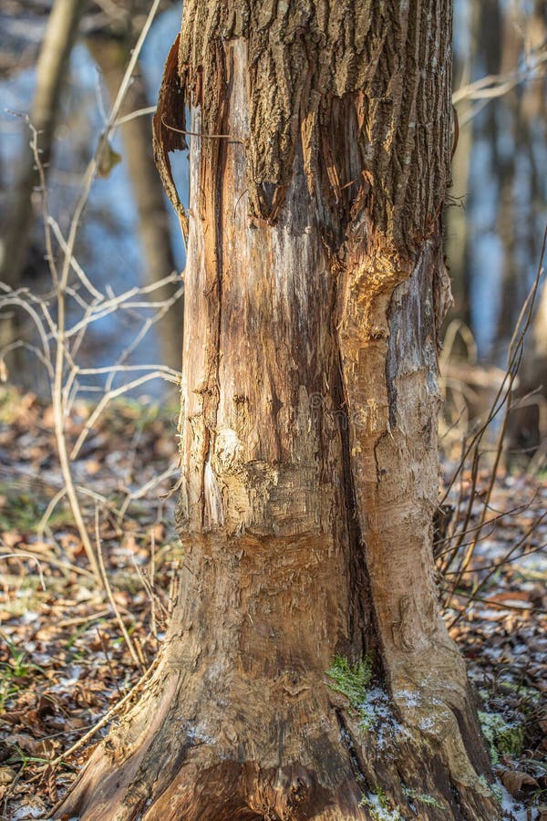 Damage on a Tree Caused by a Beaver. Stock Photo - Image of wood, three: 377271420