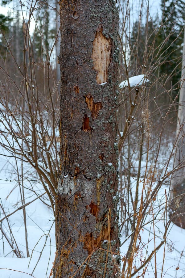 Damage on Tree after the European Spruce Bark Beetle Ips Typographus ...