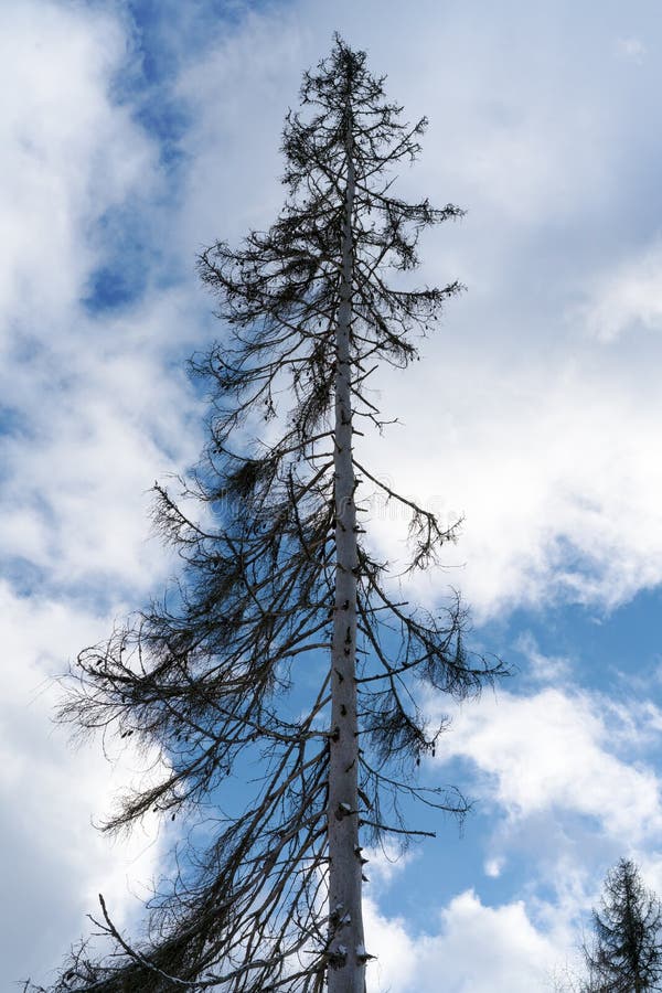 Damage on Tree after the European Spruce Bark Beetle Ips Typographus ...
