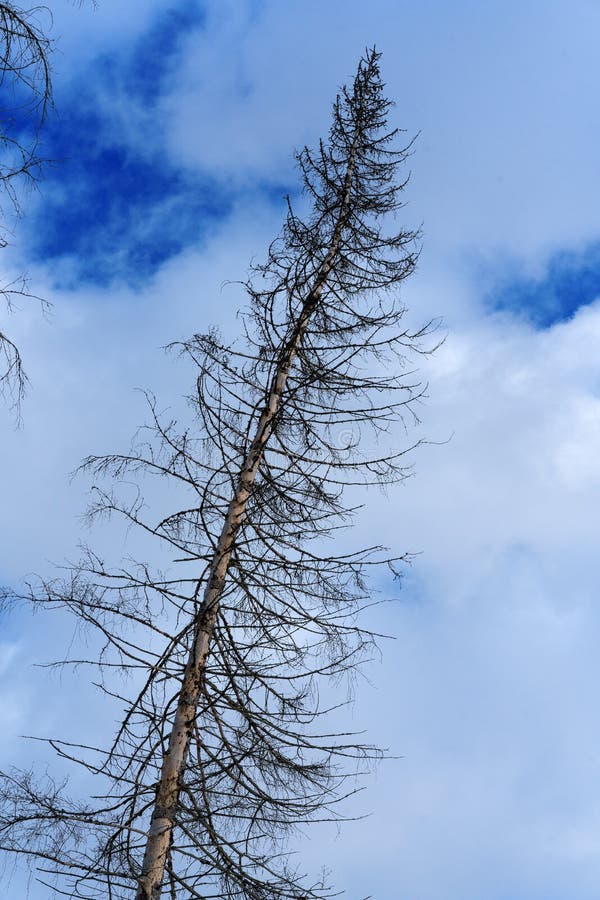 Damage on Tree after the European Spruce Bark Beetle Ips Typographus ...