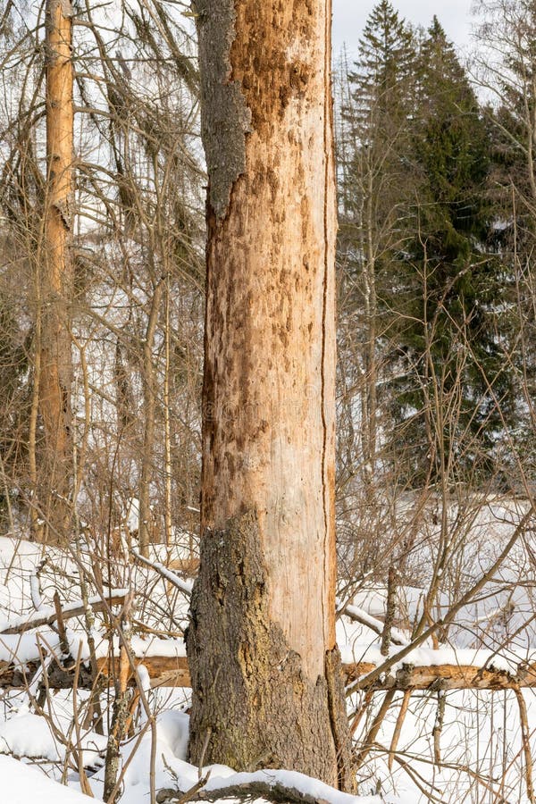 Damage on Tree after the European Spruce Bark Beetle Ips Typographus ...