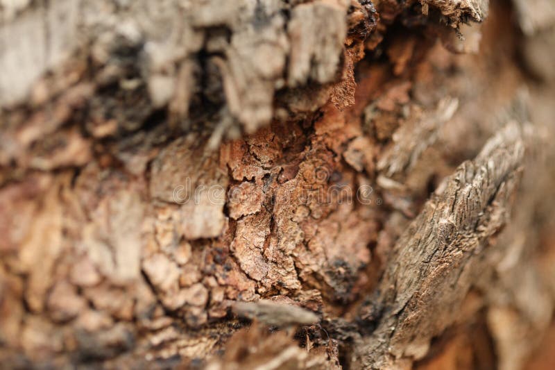 Damage Tree Trunk Texture Macro Shot Stock Photo - Image of plant ...