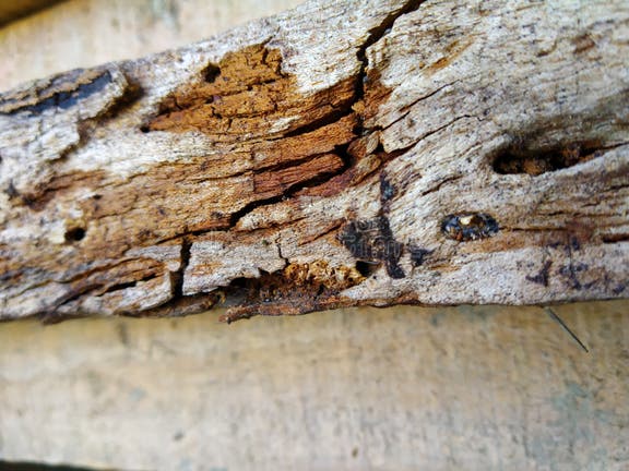 Damage wood stock photo. Image of wood, letest, damage - 120980910