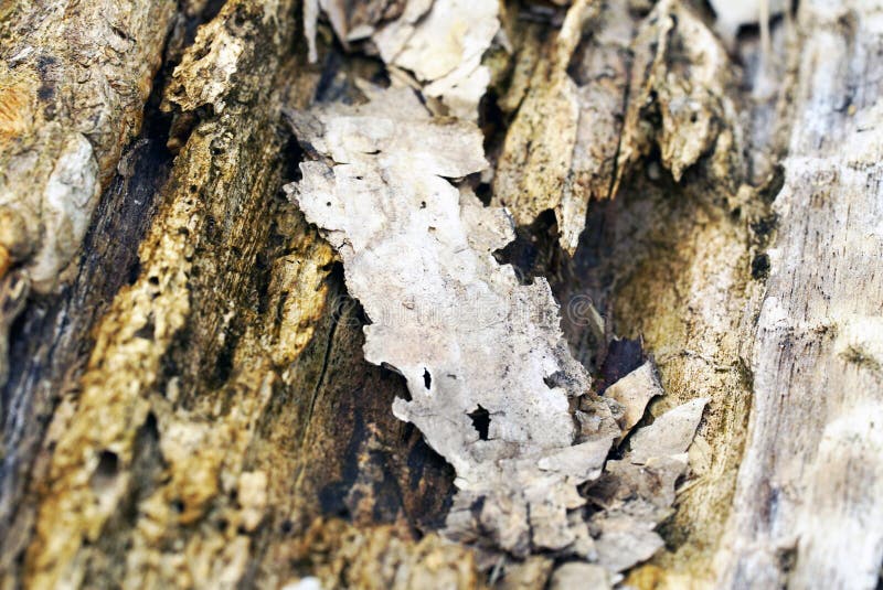 Damage wood by termite stock image. Image of carpenter - 324555429