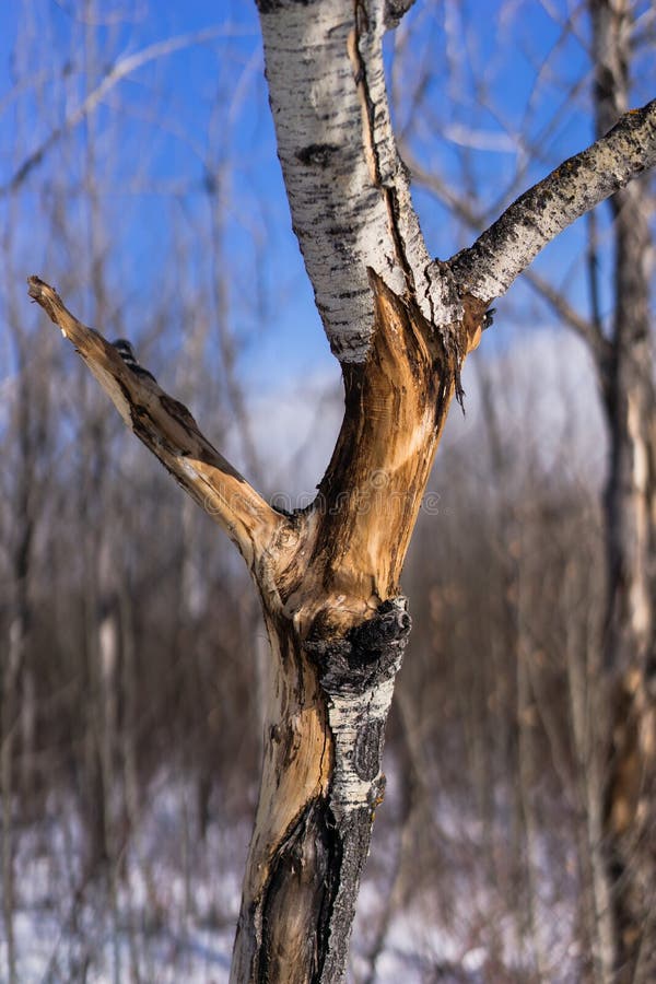 Damaged aspen tree stock photo. Image of season, aspen - 152513112