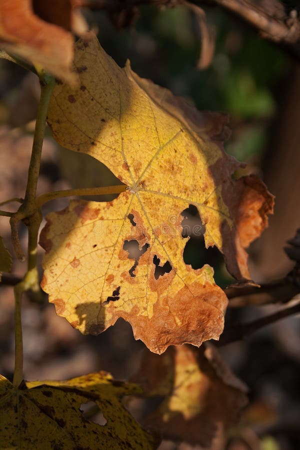 Damaged autumn leaves stock image. Image of season, damaged - 101310377
