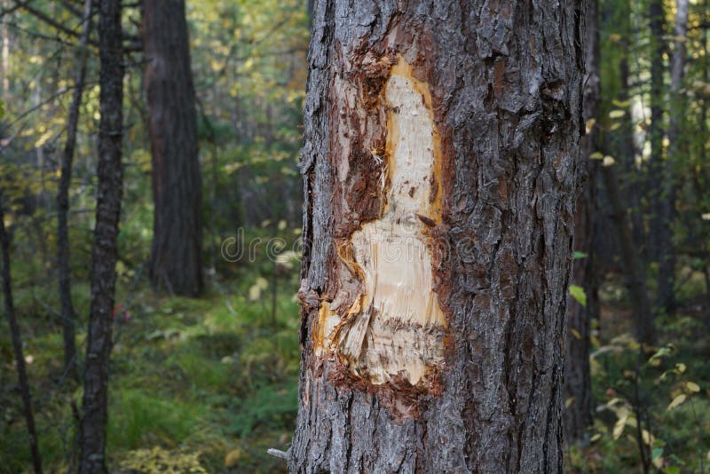 Damaged Bark on Pine Tree. Pine with Stripped Bark Stock Photo - Image ...
