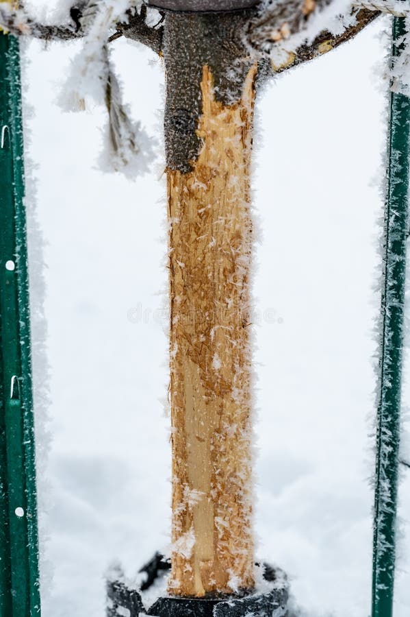 Damaged Bark of a Small Fruit Tree Stripped by Rabbits and Small ...