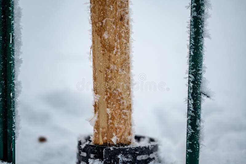 Damaged Bark of a Small Fruit Tree Stripped by Rabbits and Small ...