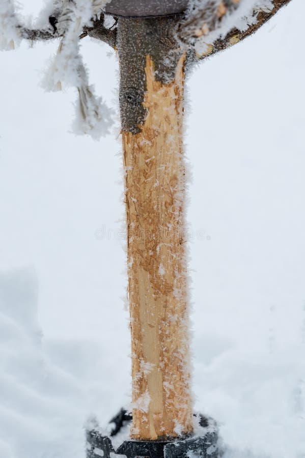 Damaged Bark of a Small Fruit Tree Stripped by Rabbits and Small ...