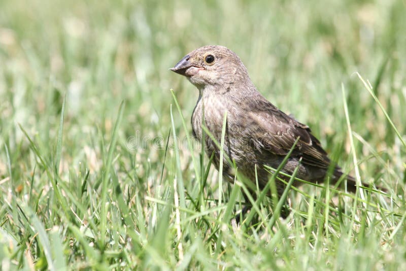 Damaged beak stock image. Image of accessibility, bird - 59610167