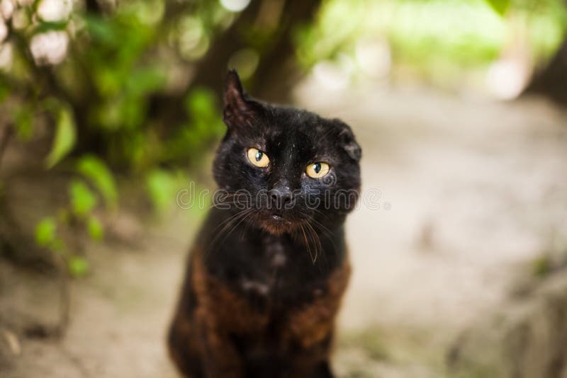 Damaged beautiful cat stock image. Image of warm, soft - 42941553