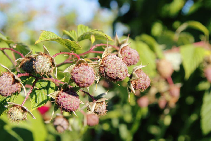 Damaged Berry Crop stock photo. Image of berry, damaged - 55959836