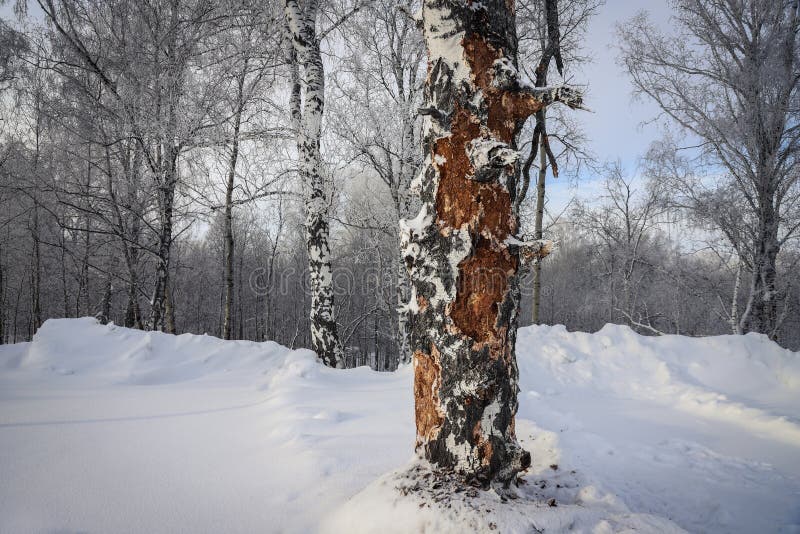 Damaged Birch Tree Bark Close-up Stock Photo - Image of branch, lumber ...