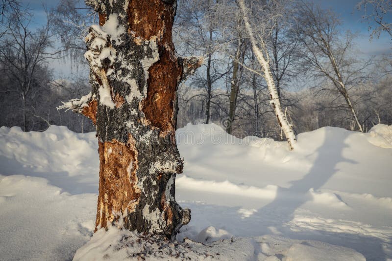 Damaged Birch Tree Bark Close-up Stock Photo - Image of branch, lumber ...
