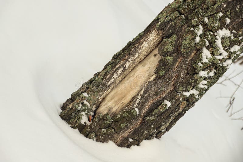 Damaged Birch Tree Bark Close-up Stock Photo - Image of branch, lumber ...