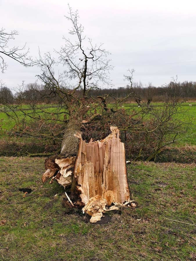 Damaged Broken Tree by Hurricane Wind after Storm Stock Image - Image ...