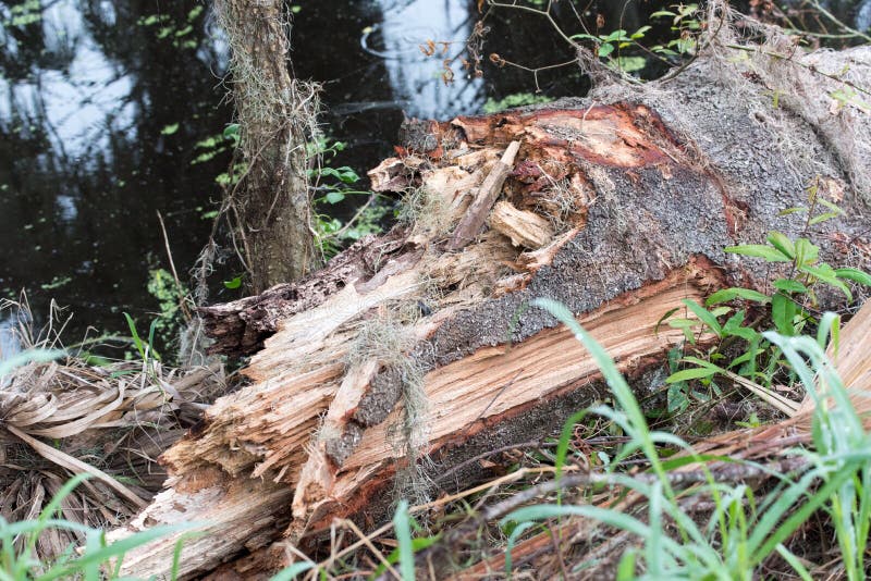 Fallen tree on ground stock image. Image of house, fell - 262465673