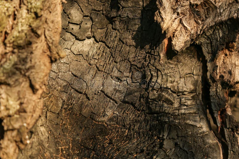 Damaged and Burnt Tree Bark. Stock Image - Image of decor, destroyed ...