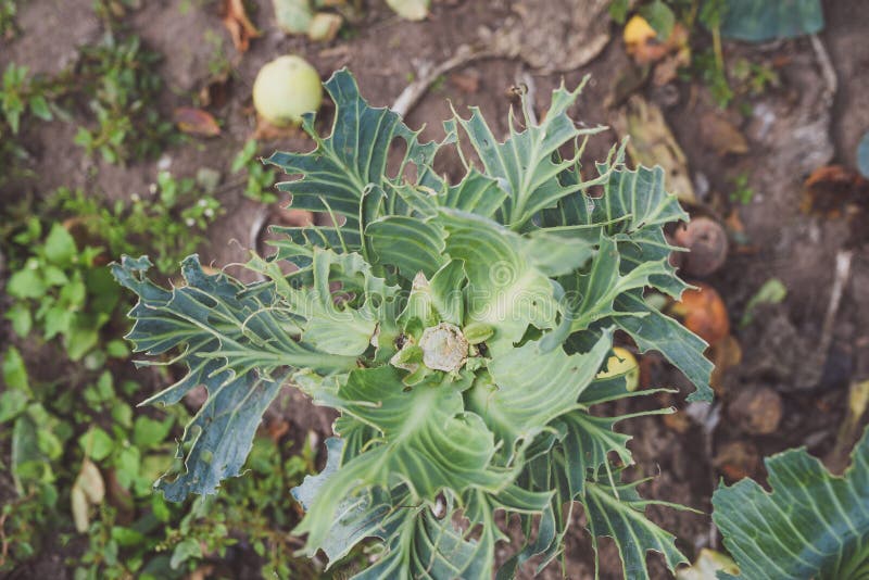 Damaged cabbage stock photo. Image of gardening, leaf - 60499268