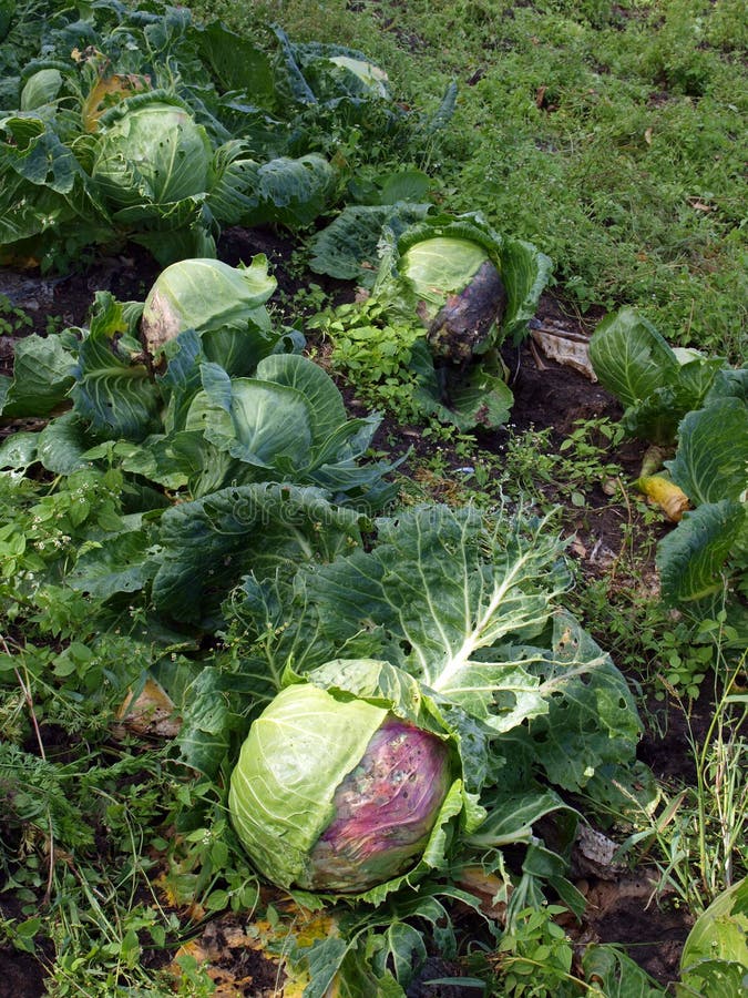 Damaged cabbages stock photo. Image of green, eated, danger - 34501234