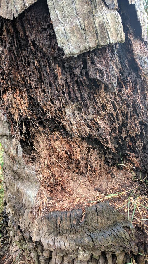 Damaged Coconut Tree Eaten by Pests Stock Photo - Image of geology ...