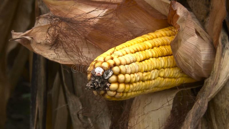 Damaged corn cob. stock footage. Video of crop, green - 218274366